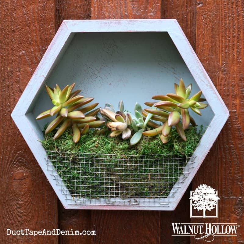 24 DIY Succulent Planter Ideas for Your Home or Patio